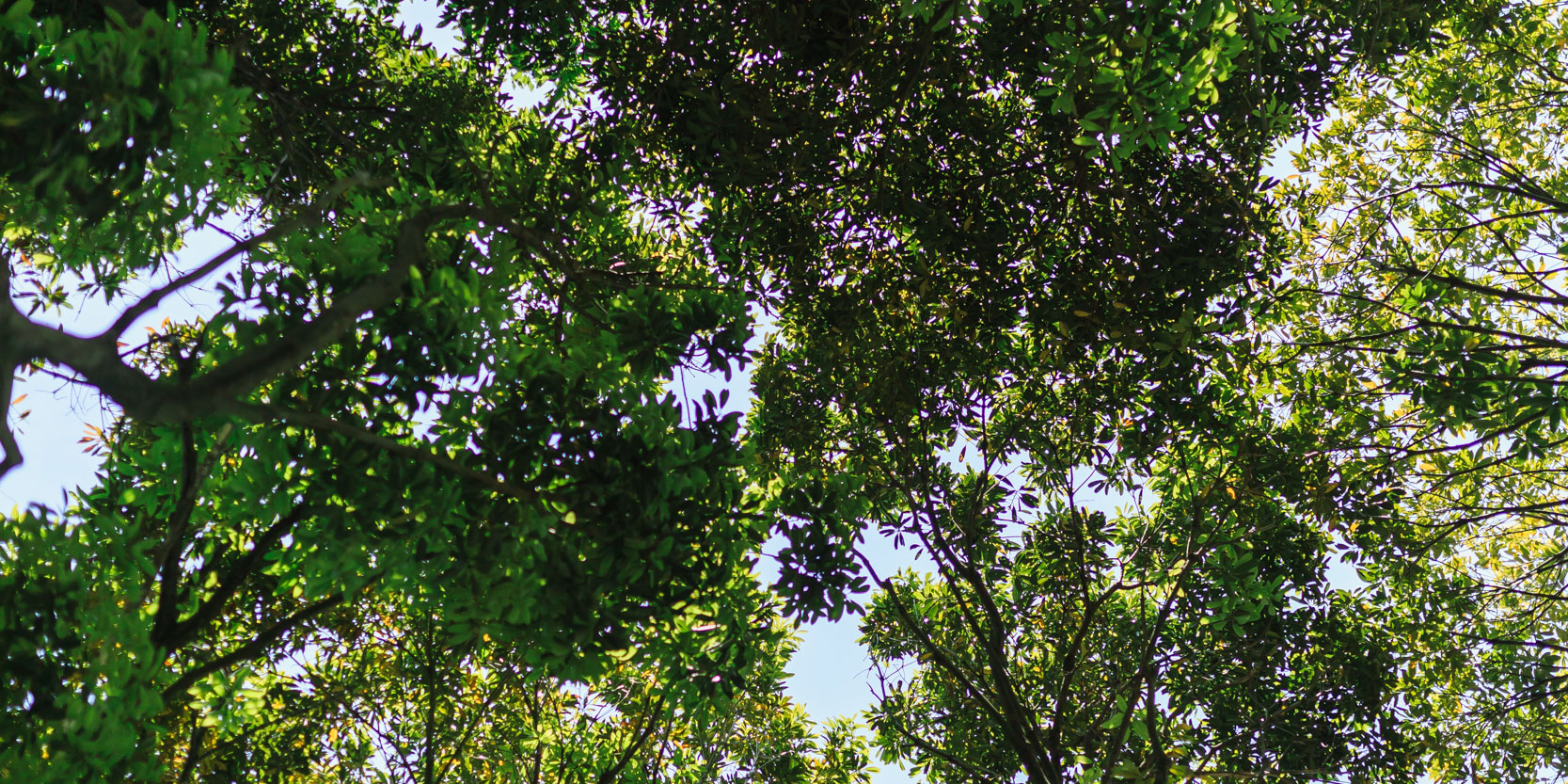 BELL TREE - 資産運用・保険・家計の見直しの相談 - 株式会社 吉野杜